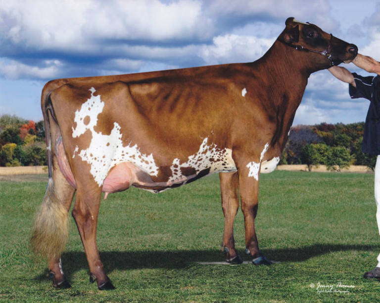 Blue-Spruce Ramius 8824-ET - Blue Spruce Farm | Audet's Cow Power